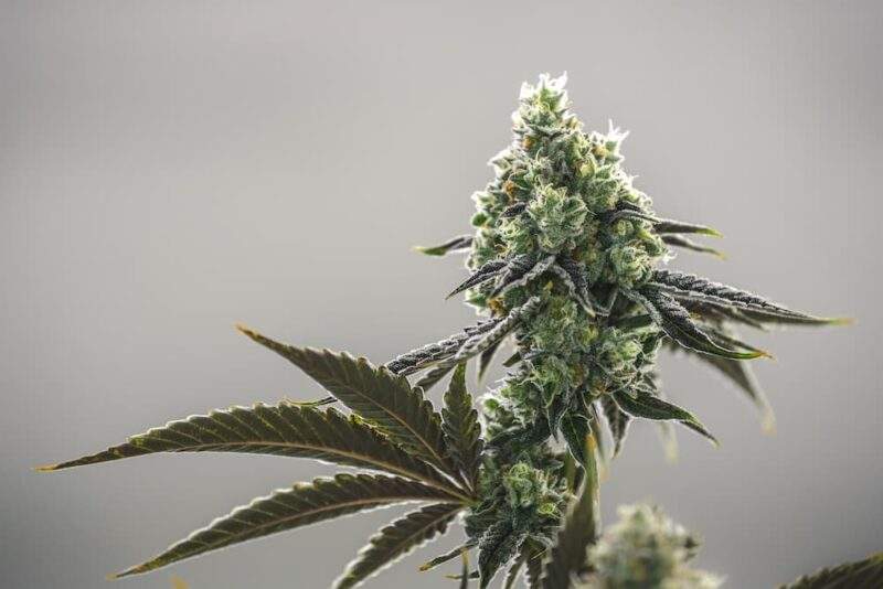 Get To Know Indica Strains - Bad Gramm3r